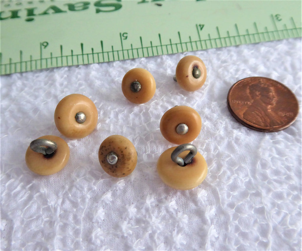 Vegetable Ivory Shoe Buttons 7 Tan Glove Buttons Pin Shank 1890s Butto ...